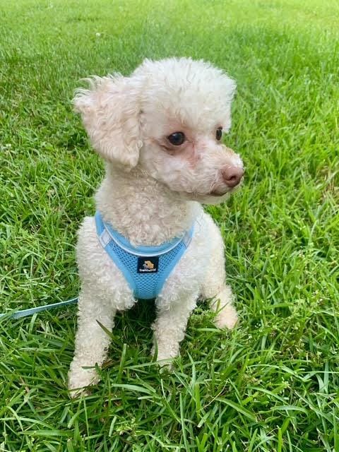 Adopt Toby Today - Find Paw Pal