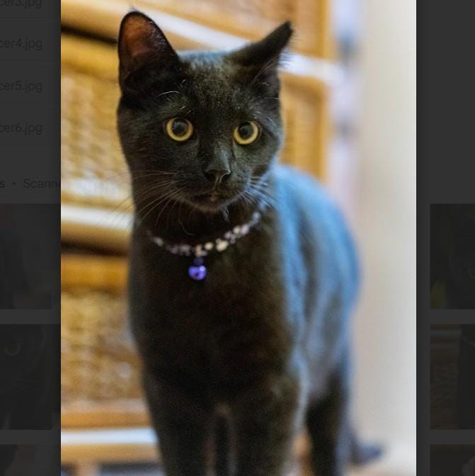 Adopt Eclipse Basala Today - Find Paw Pal