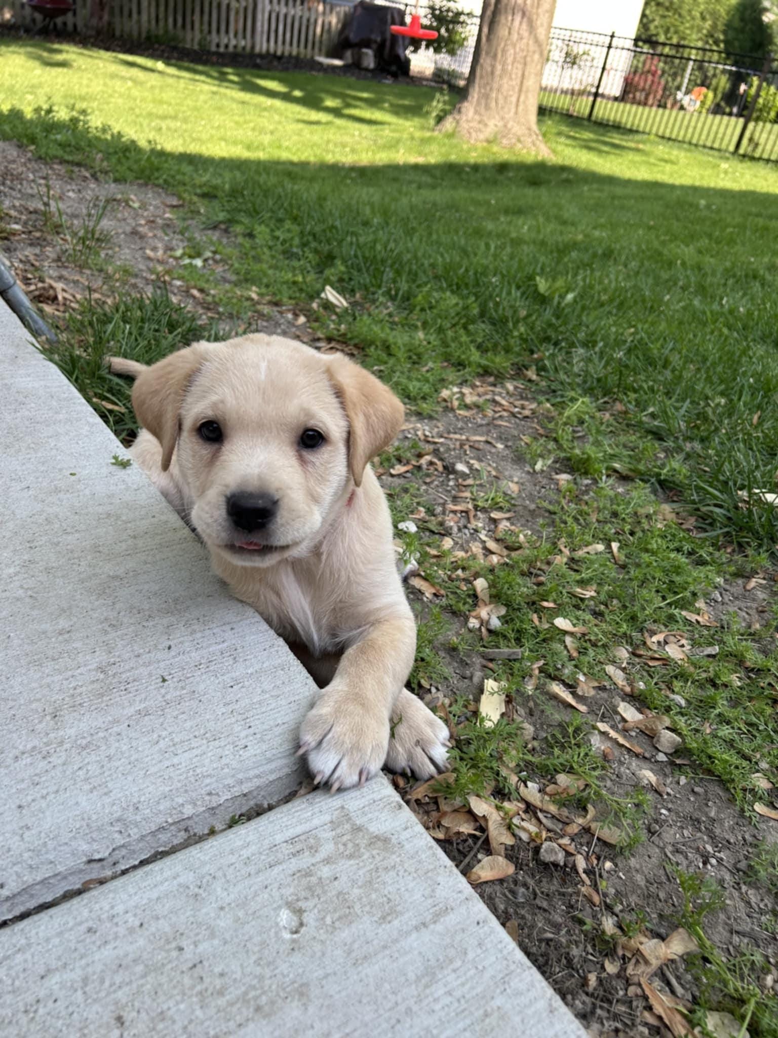 Adopt Marigold the Pyrenees/Lab Mix Puppy Today - Find Paw Pal
