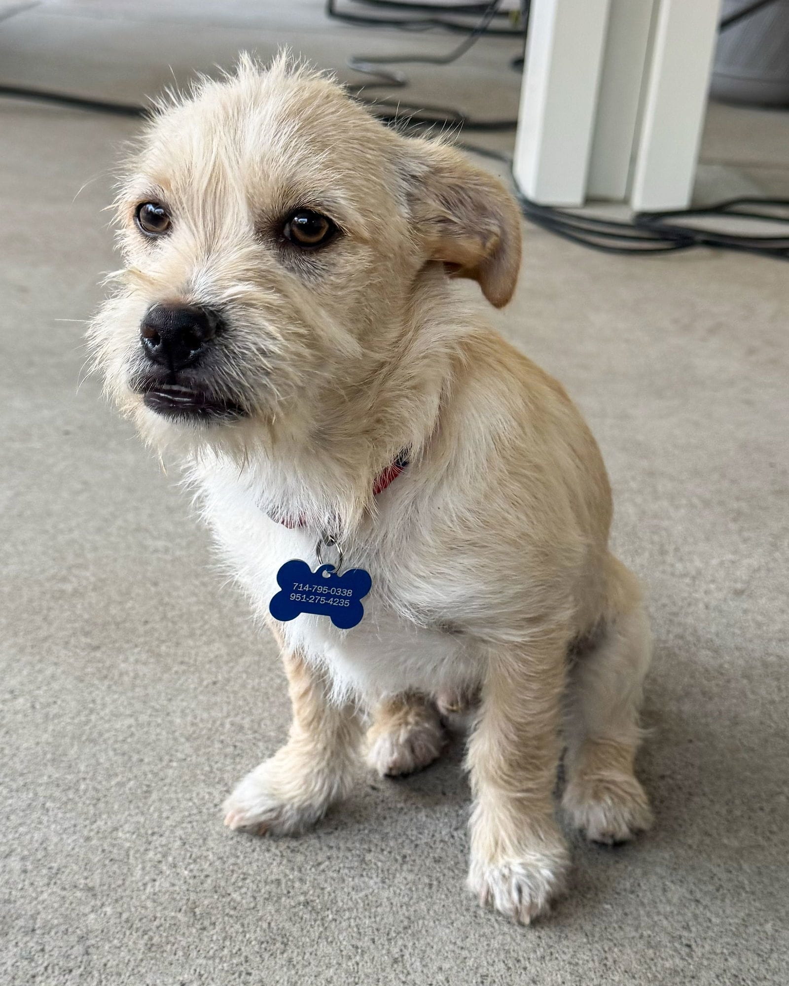Adopt Scruffy Today - Find Paw Pal