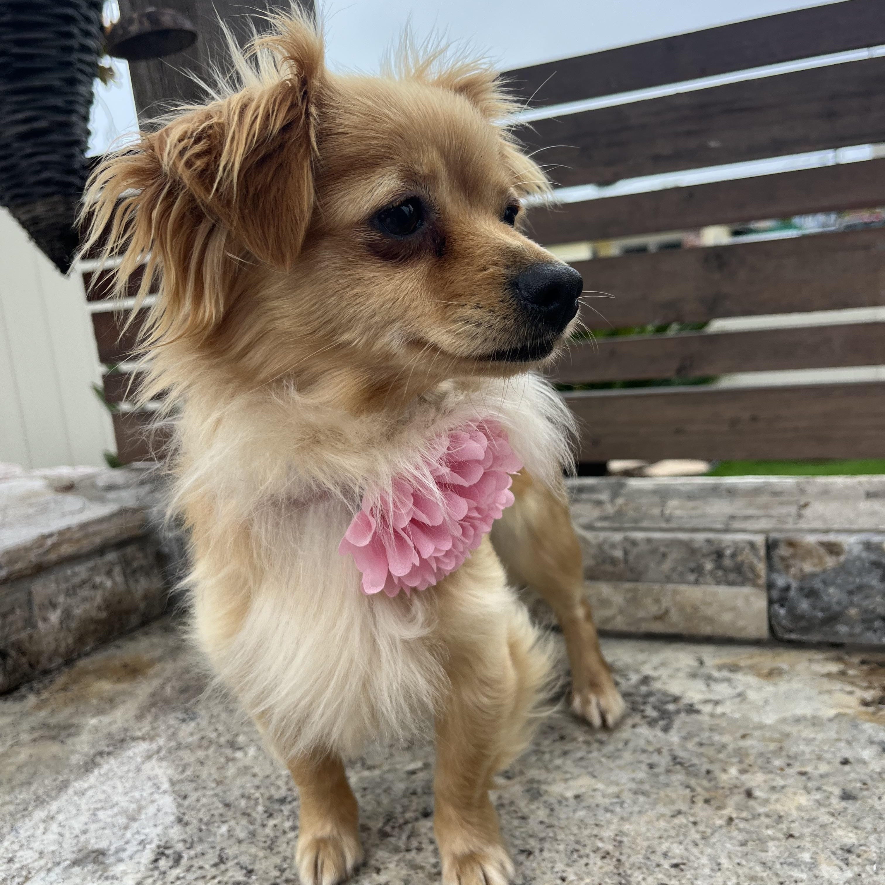 Adopt Connie Today - Find Paw Pal