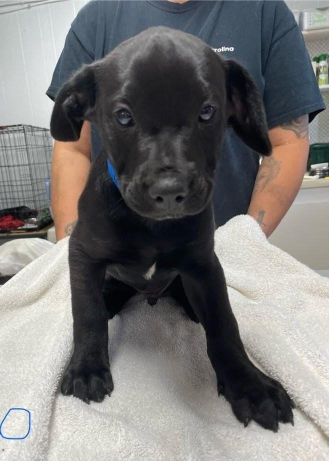 Adopt Stanley Today - Find Paw Pal