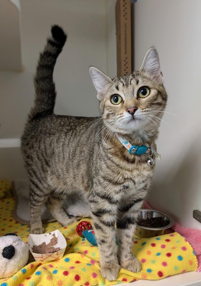 Adopt Mimi Today - Find Paw Pal