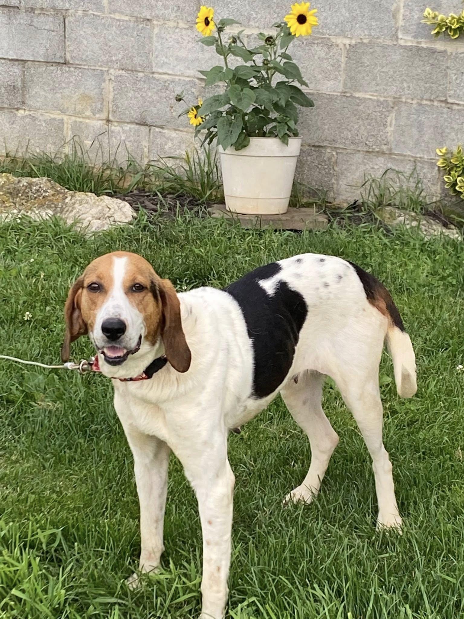 Adopt Winnie Today - Find Paw Pal