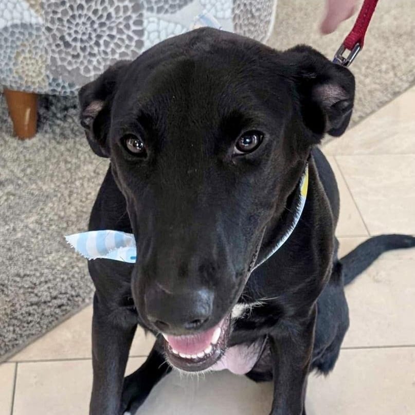 Adopt RUBY - Needs a foster or adopter Today - Find Paw Pal