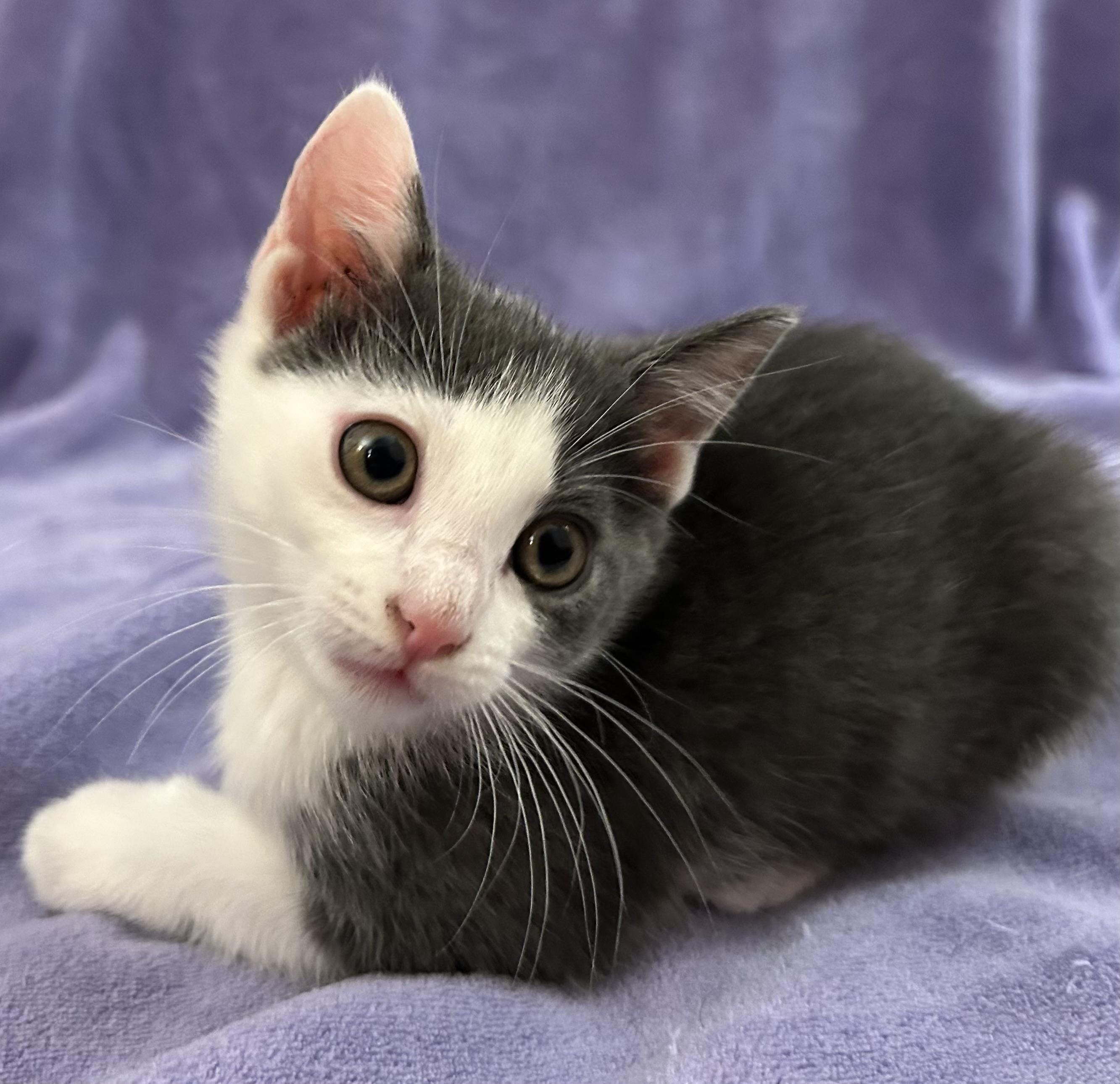 Adopt Pebble Today - Find Paw Pal