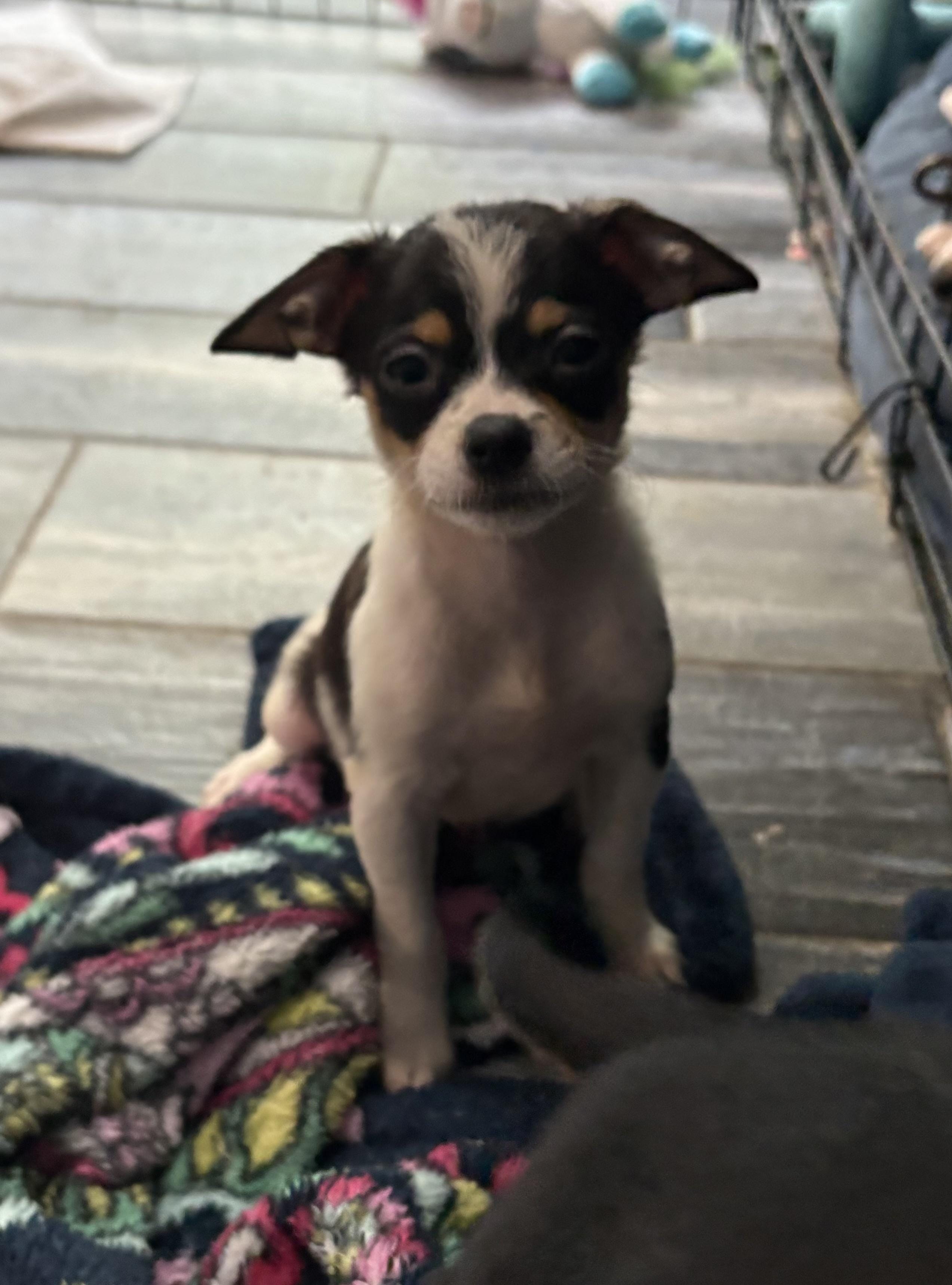 Adopt Pixie Today - Find Paw Pal