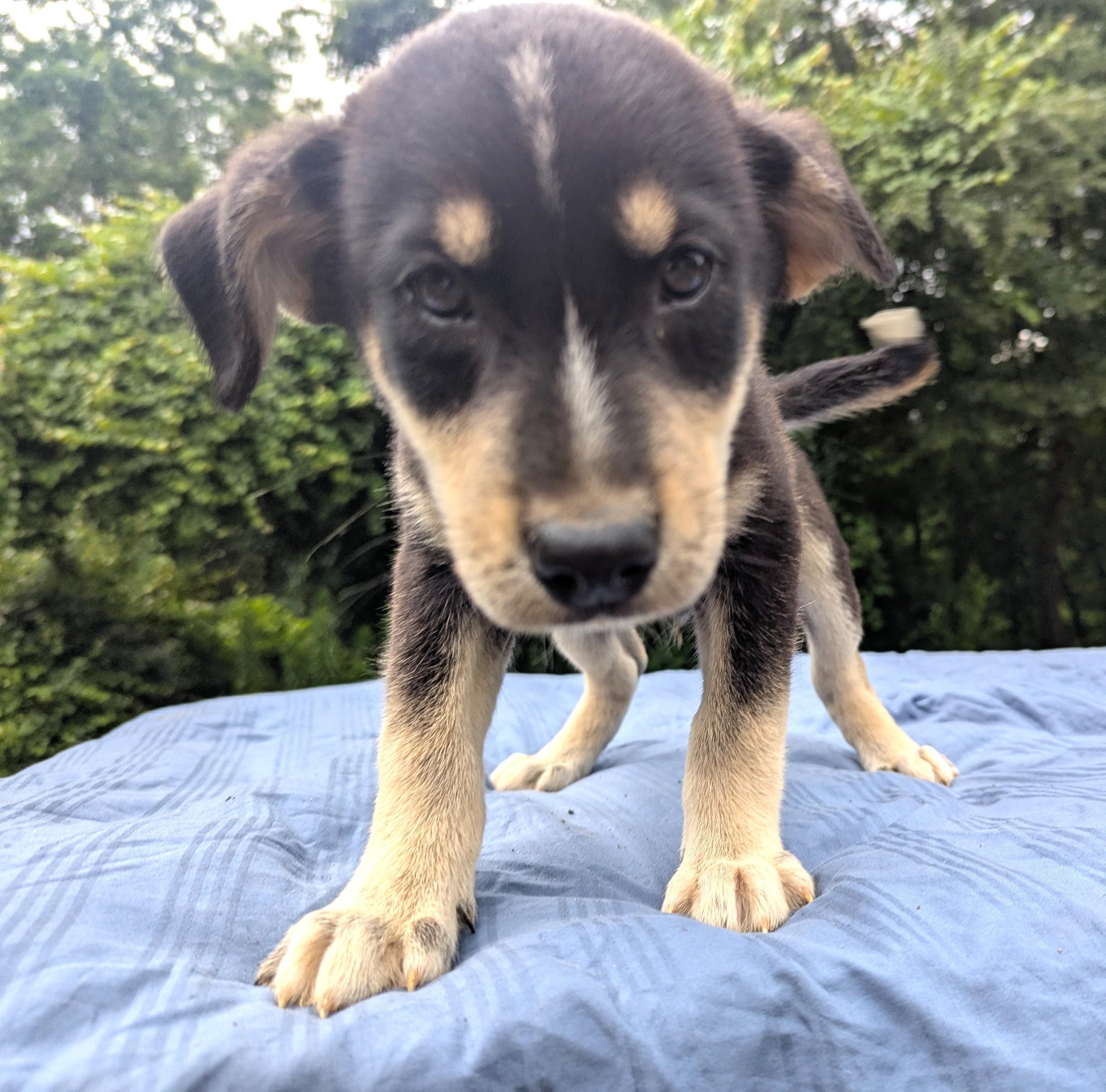 Adopt CLOVIS DEAN Today - Pets TheCountyOffice