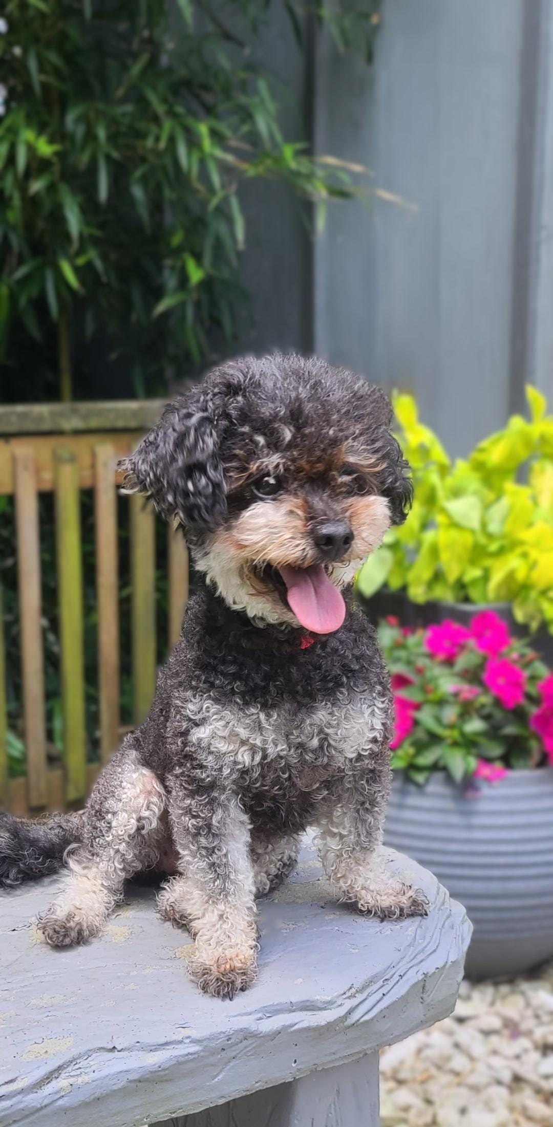 Adopt Daisy Today - Pets TheCountyOffice