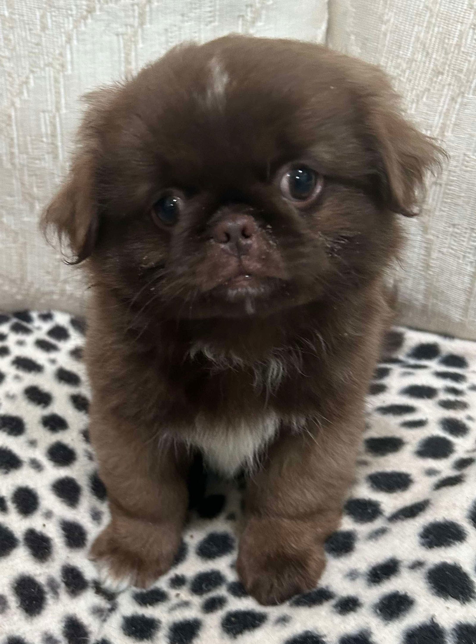 Adopt Pollux - Peke Puppies Today - Find Paw Pal