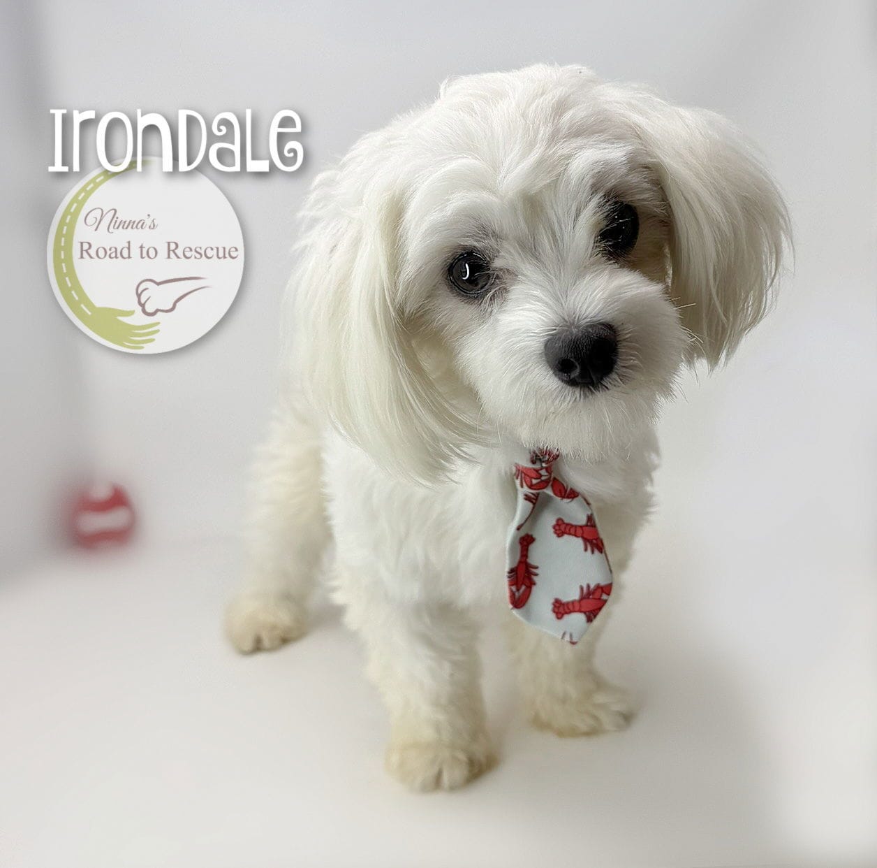 Maltese Profile - Find Paw Pal