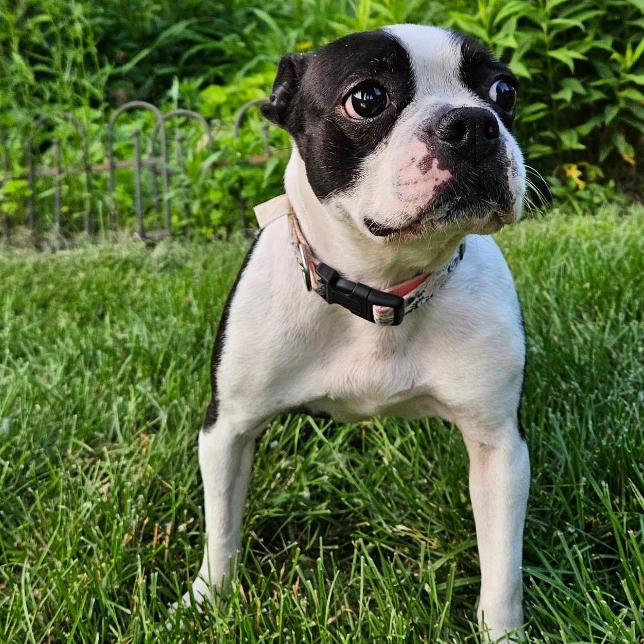 Adopt Beebee Today - Find Paw Pal