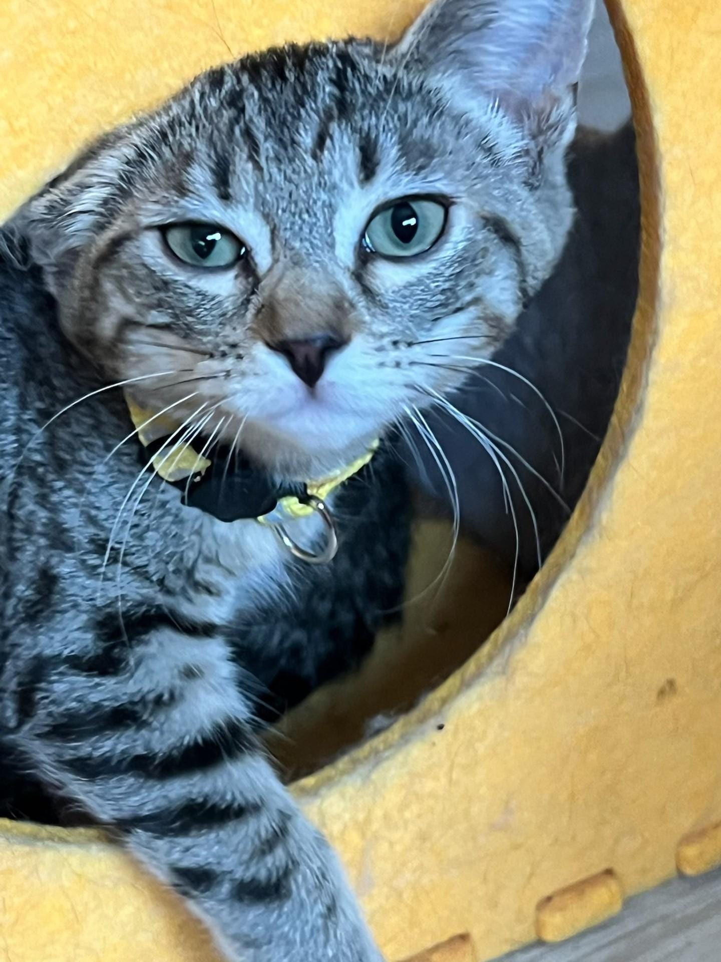 Adopt Lina ( bonded with Kuno) Today - Find Paw Pal