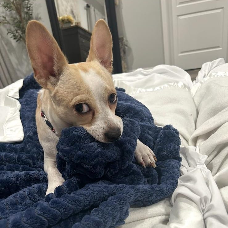 Adopt Kevin Today - Find Paw Pal