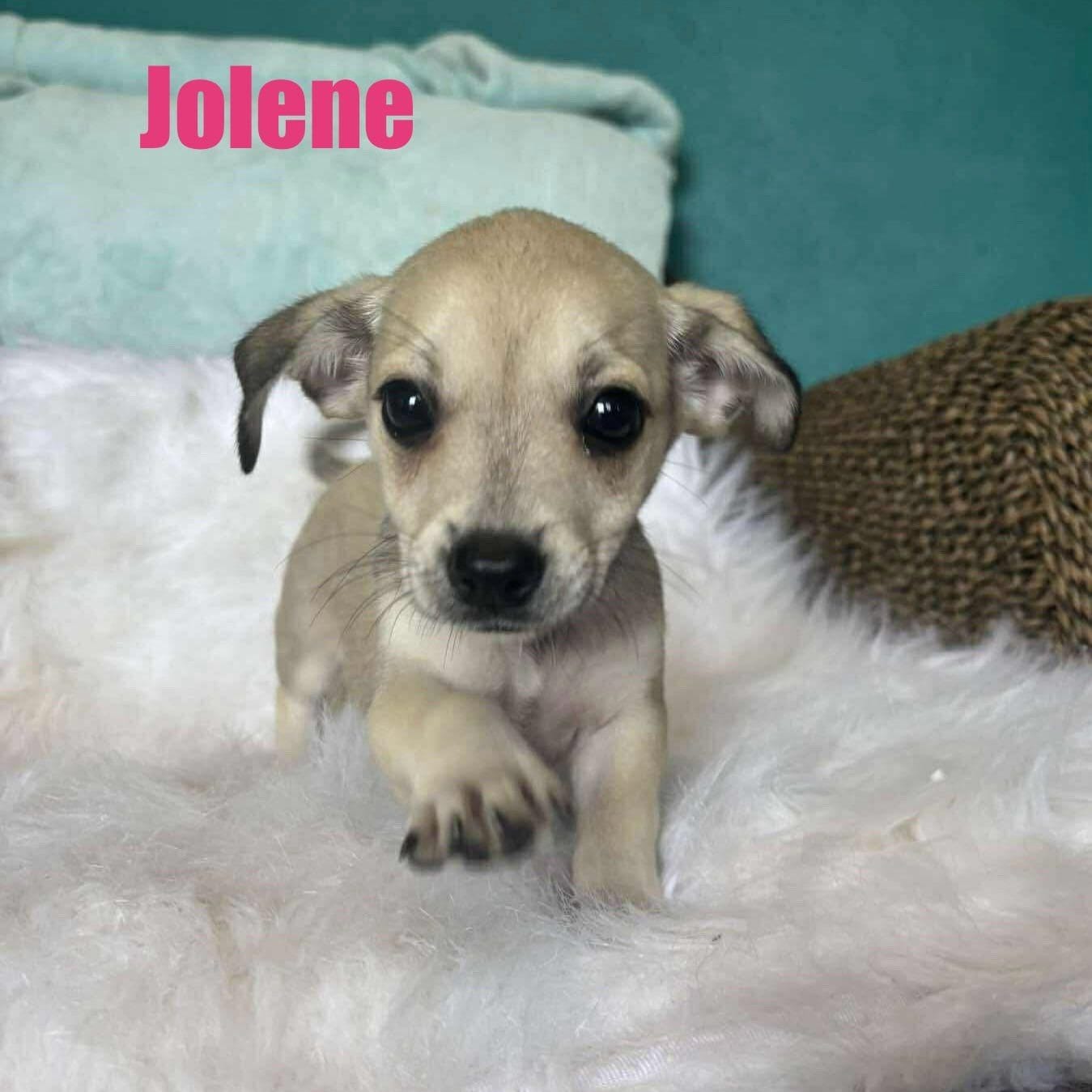 Adopt Jolene Today - Pets TheCountyOffice