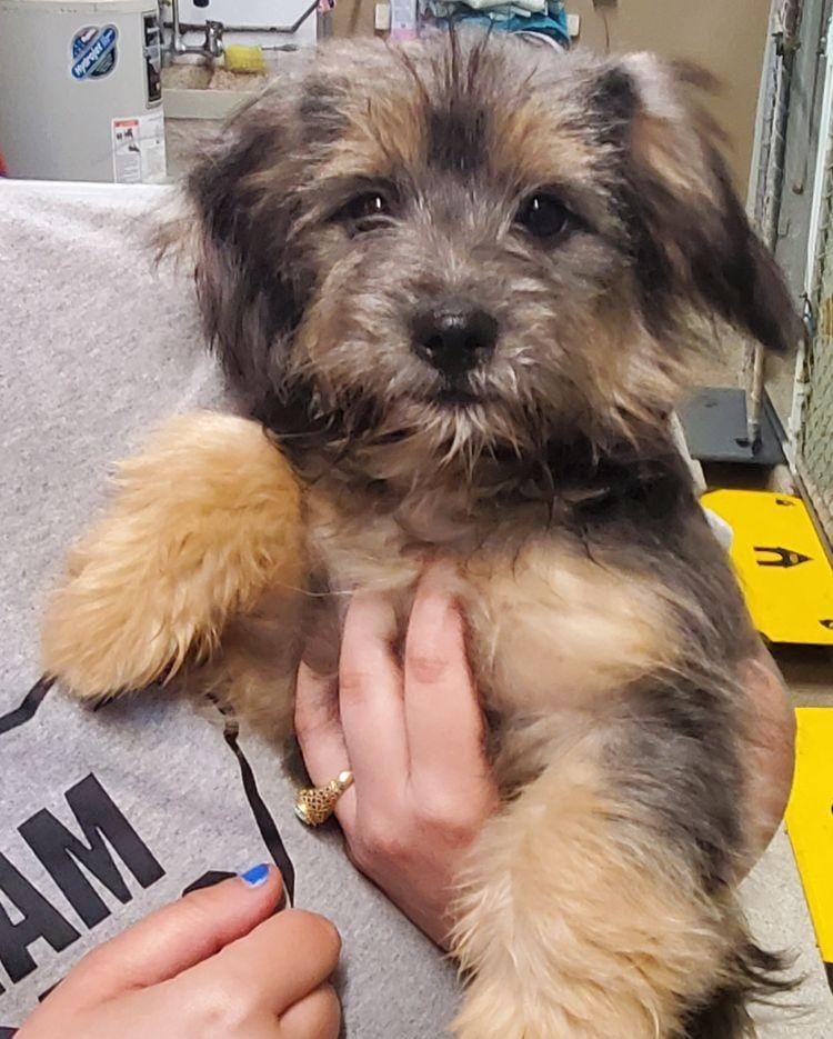 Adopt Barney Today - Find Paw Pal