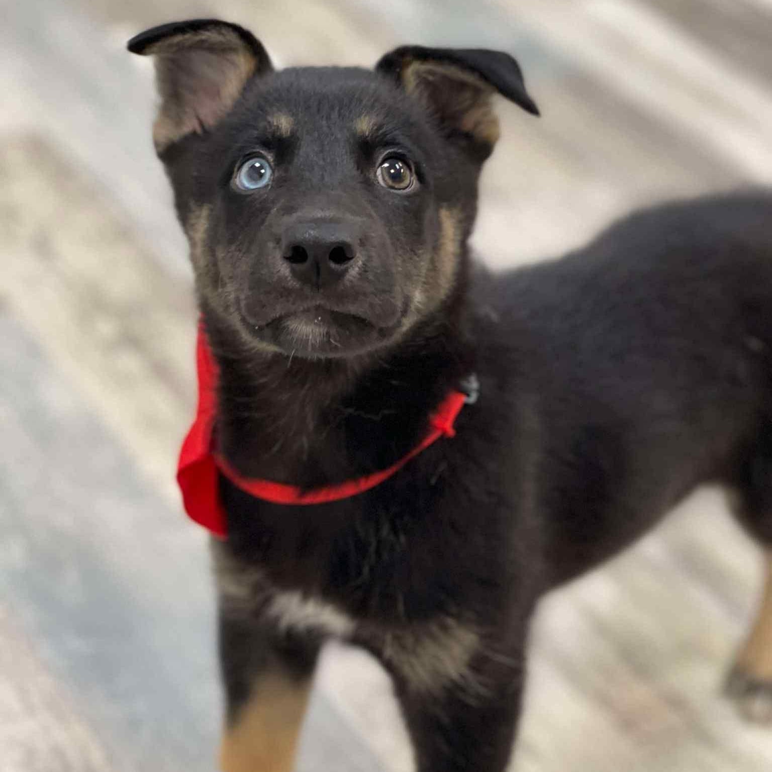 Adopt Aspen Today - Find Paw Pal