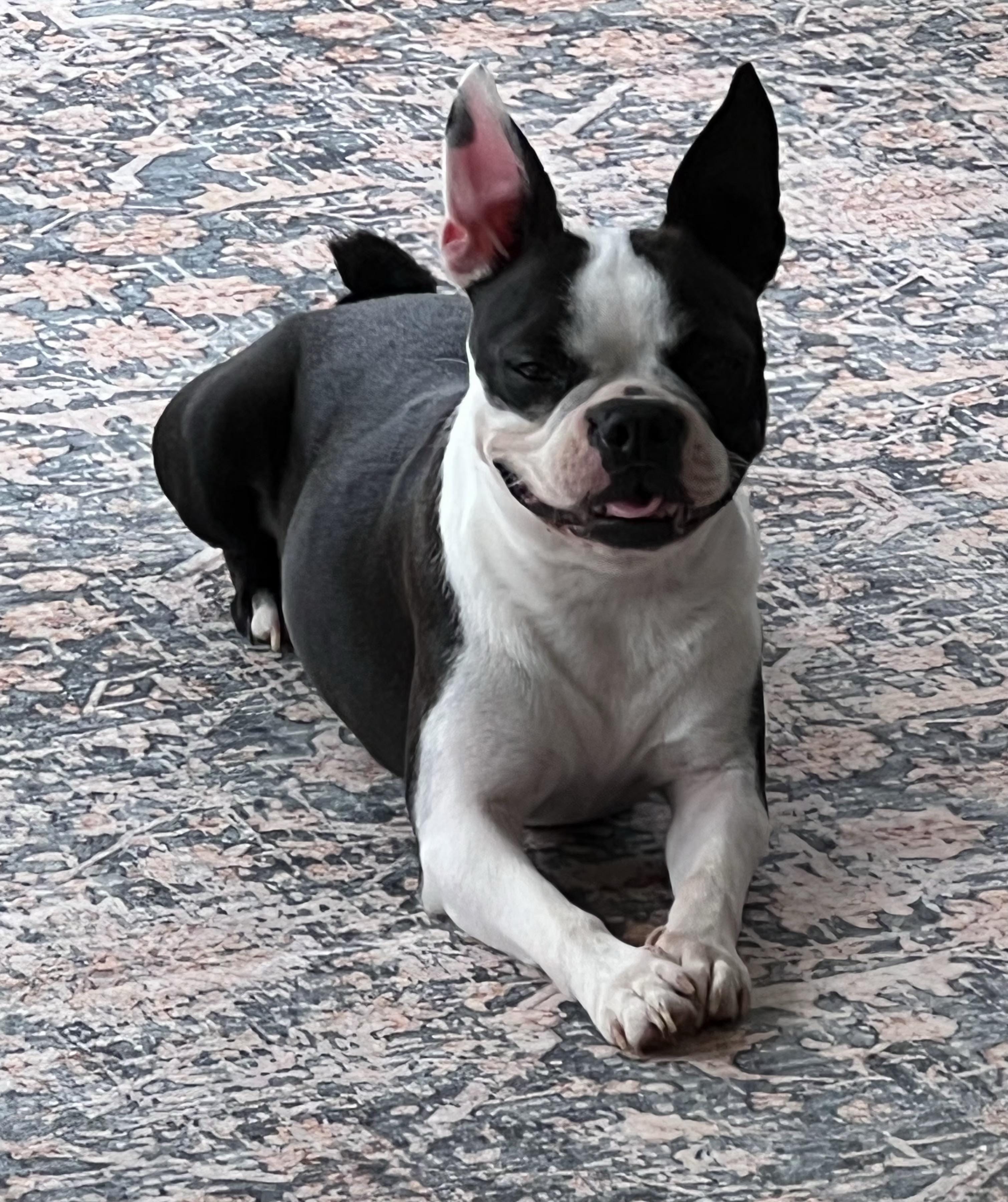 Adopt Belle in MO Today - Pets TheCountyOffice