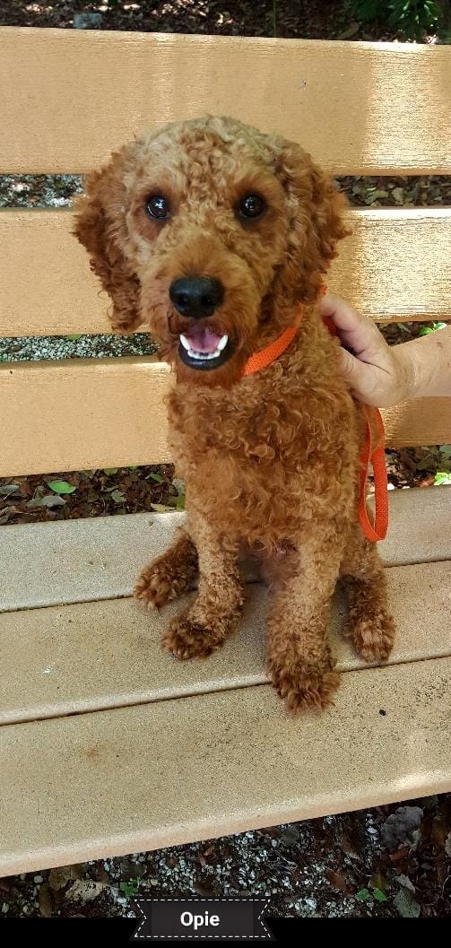 Adopt Opie Today - Find Paw Pal