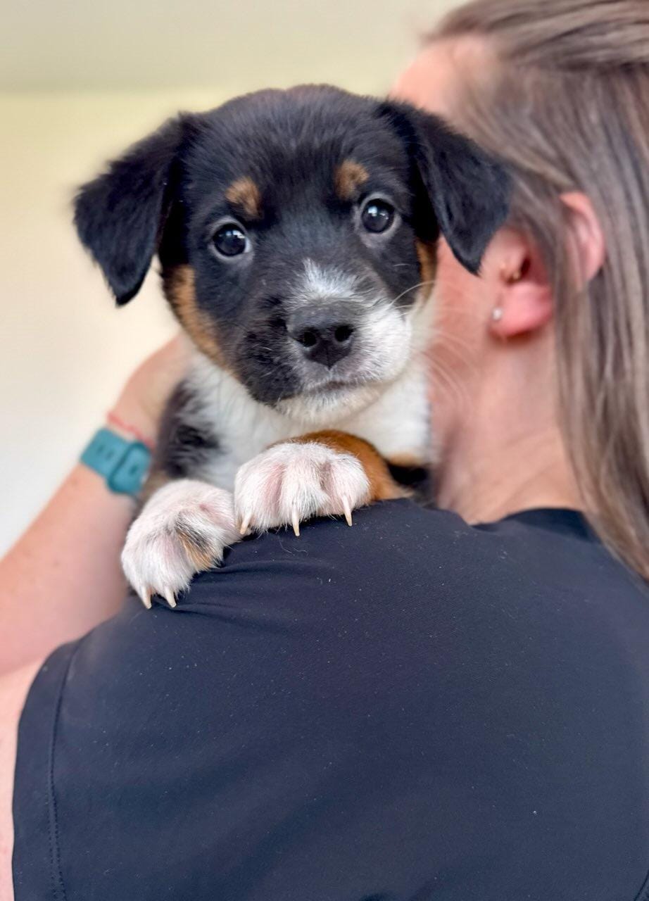 Adopt Chicago Today - Find Paw Pal