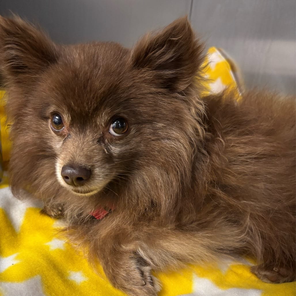 Adopt Benny Boo Today - Find Paw Pal