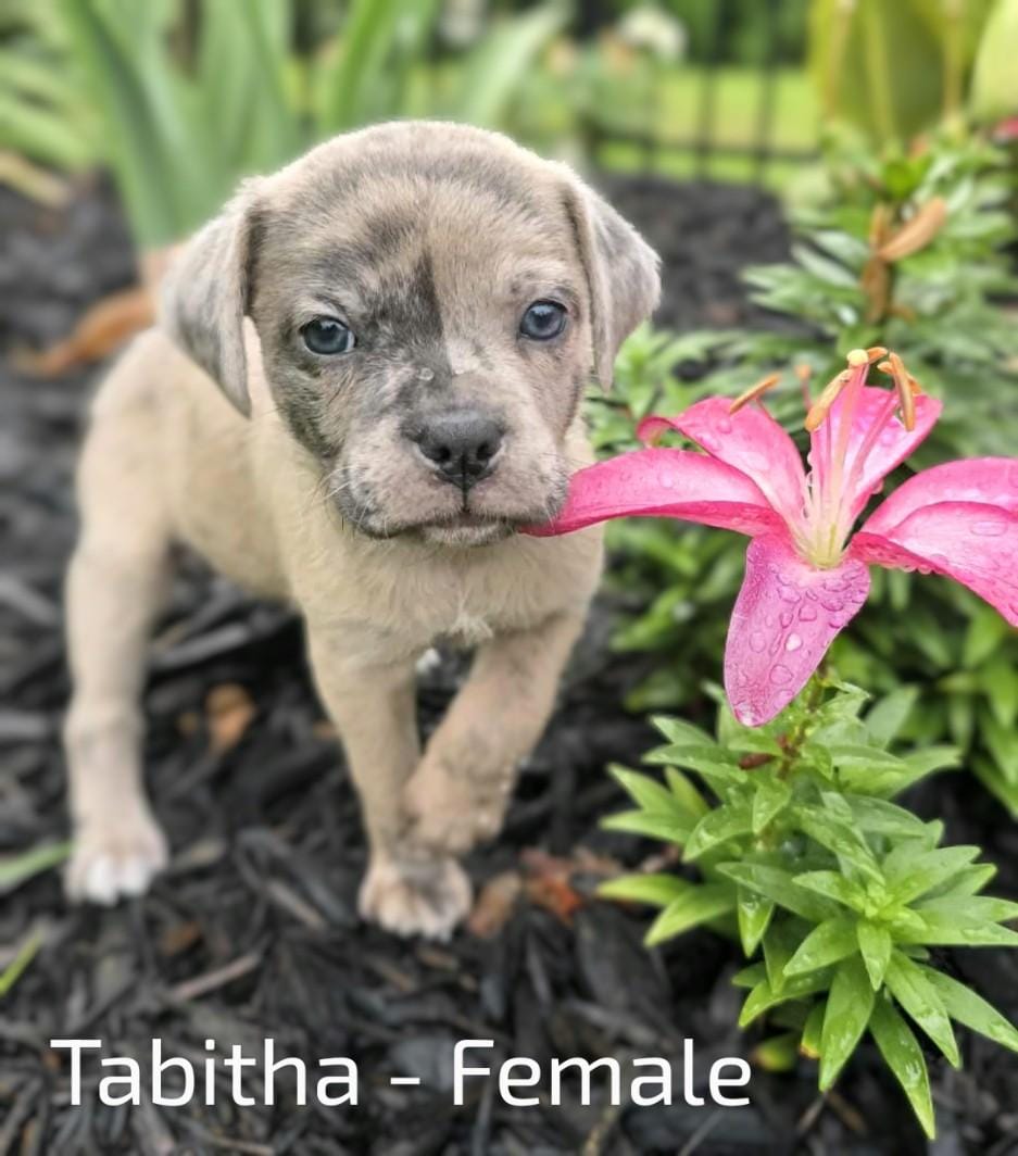 Adopt CT Tabitha avail Jun 21 Today - Find Paw Pal
