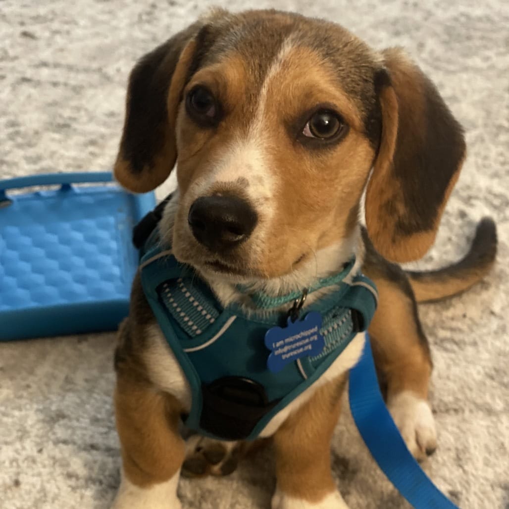 Adopt Jimmy Dean Today - Find Paw Pal