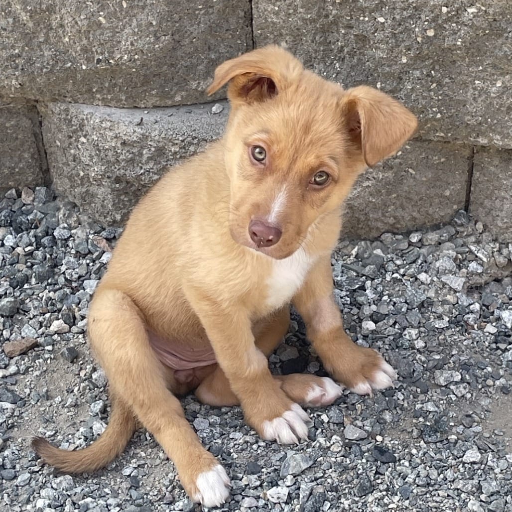 Adopt Abigail Today - Find Paw Pal