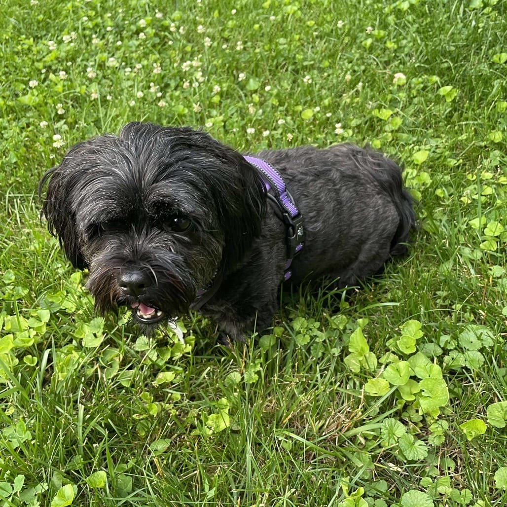 Adopt Daisy Today - Find Paw Pal