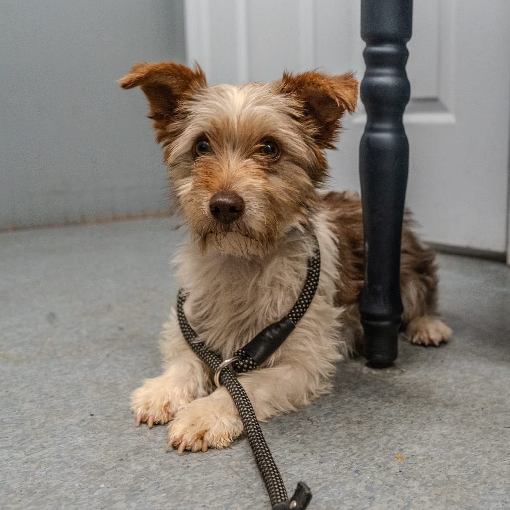 Adopt Moe Today - Pets TheCountyOffice