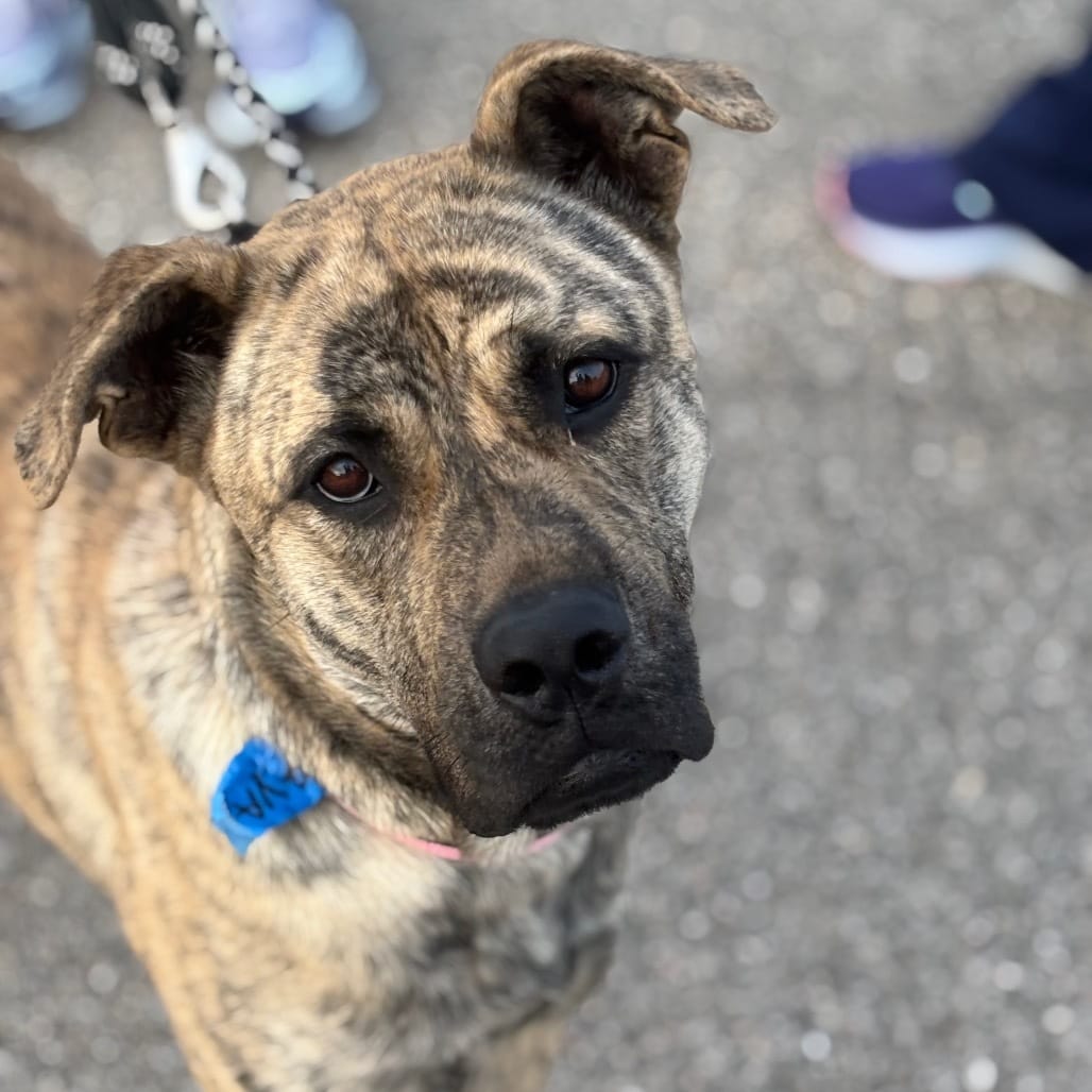 Adopt Ava Today - Find Paw Pal