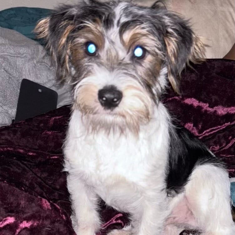 Adopt Kizer Today Find Paw Pal