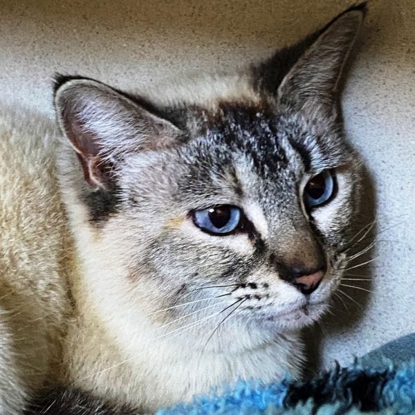 Adopt Sweet Pea Today - Find Paw Pal