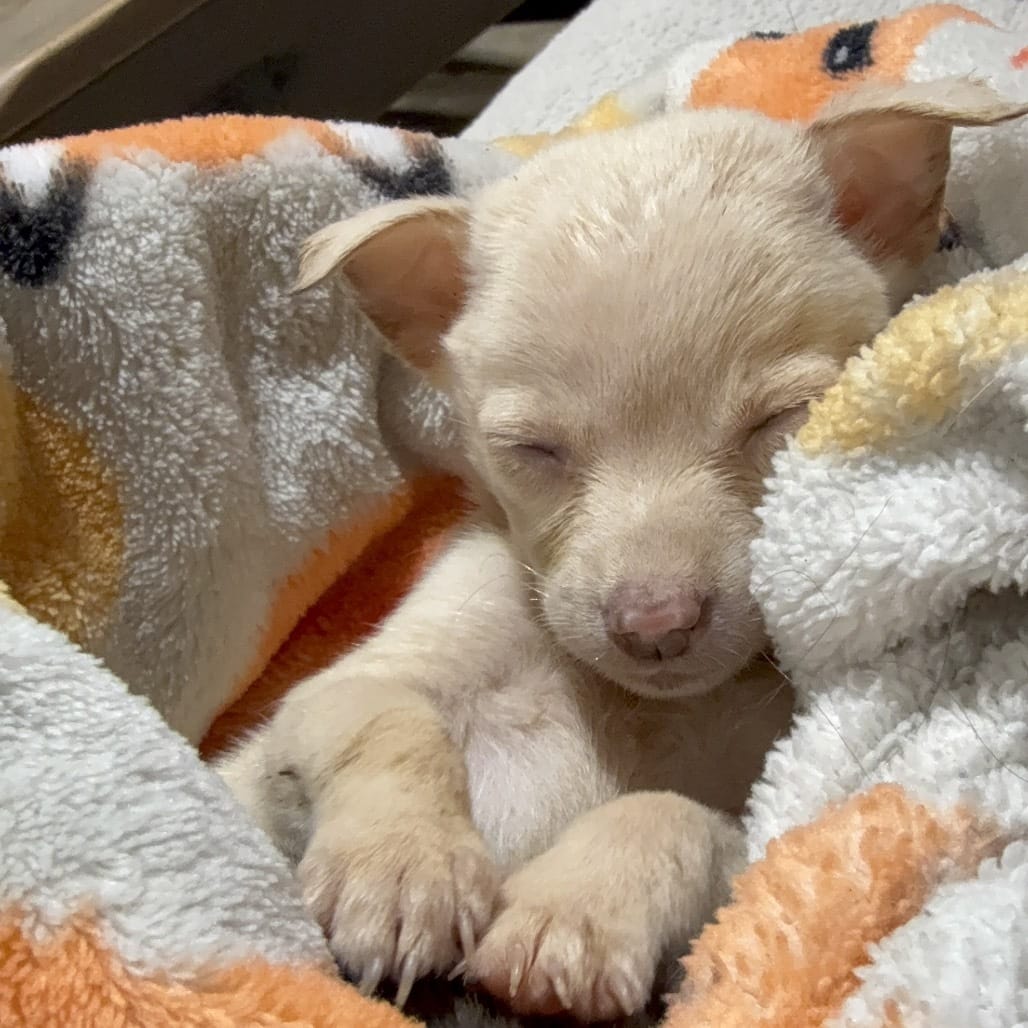 Adopt Sage Today - Find Paw Pal