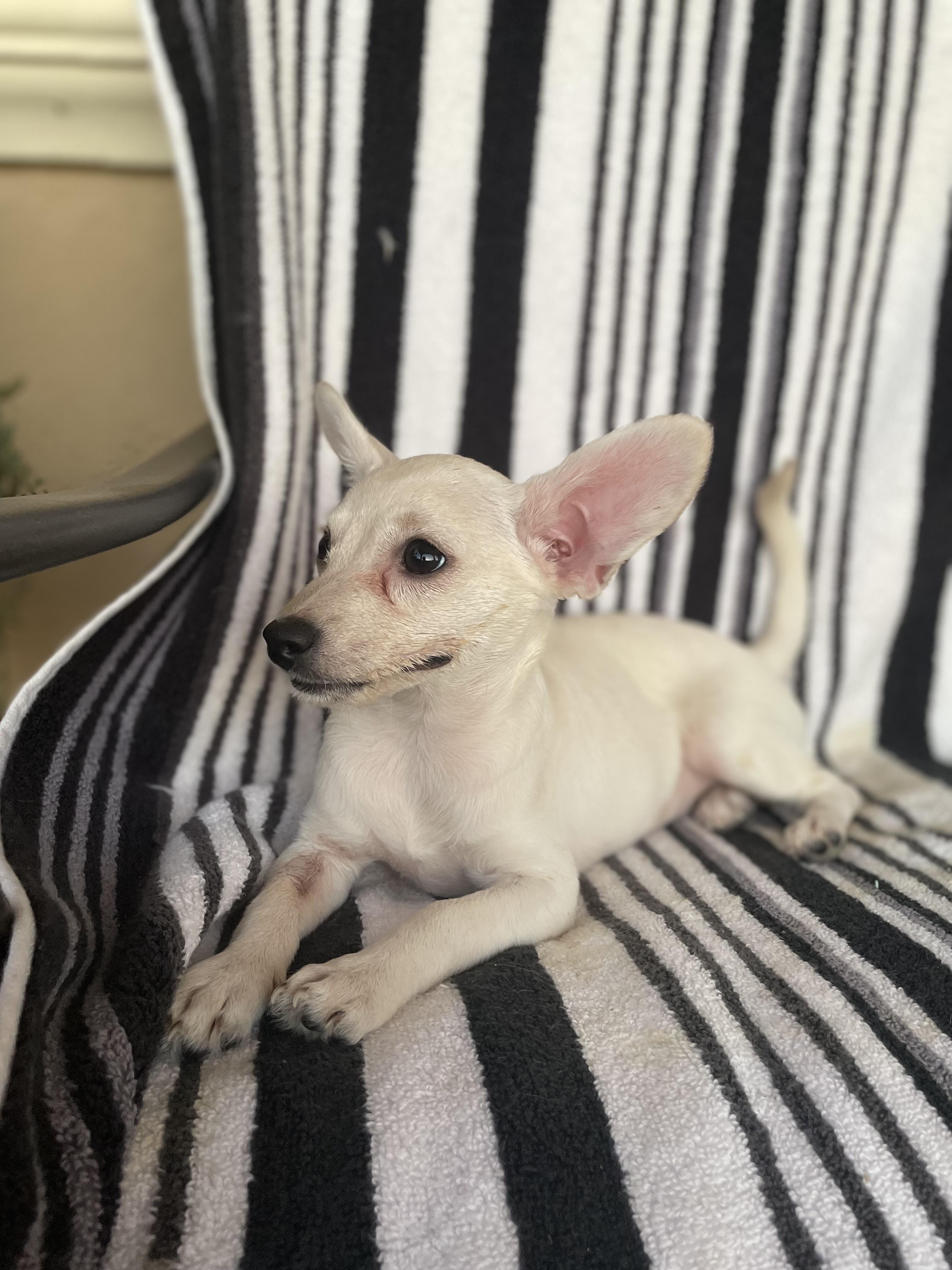 Adopt Peaches Today - Find Paw Pal