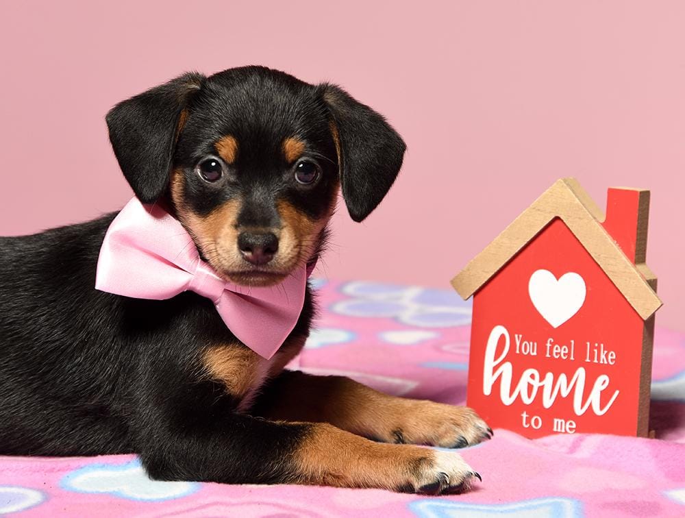 Adopt Violet Today - Pets TheCountyOffice