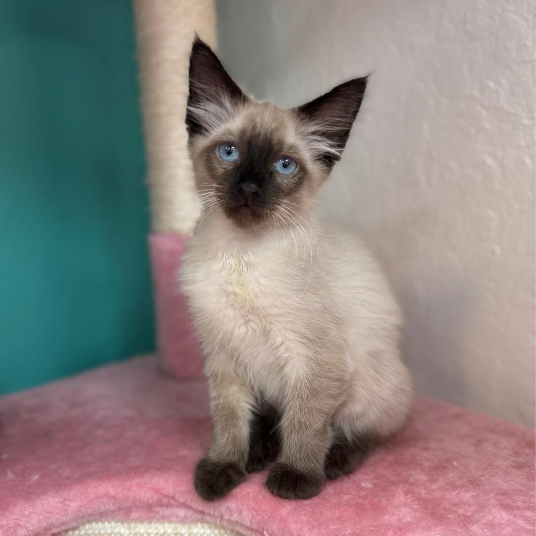 Adopt Mercedes Today - Pets TheCountyOffice