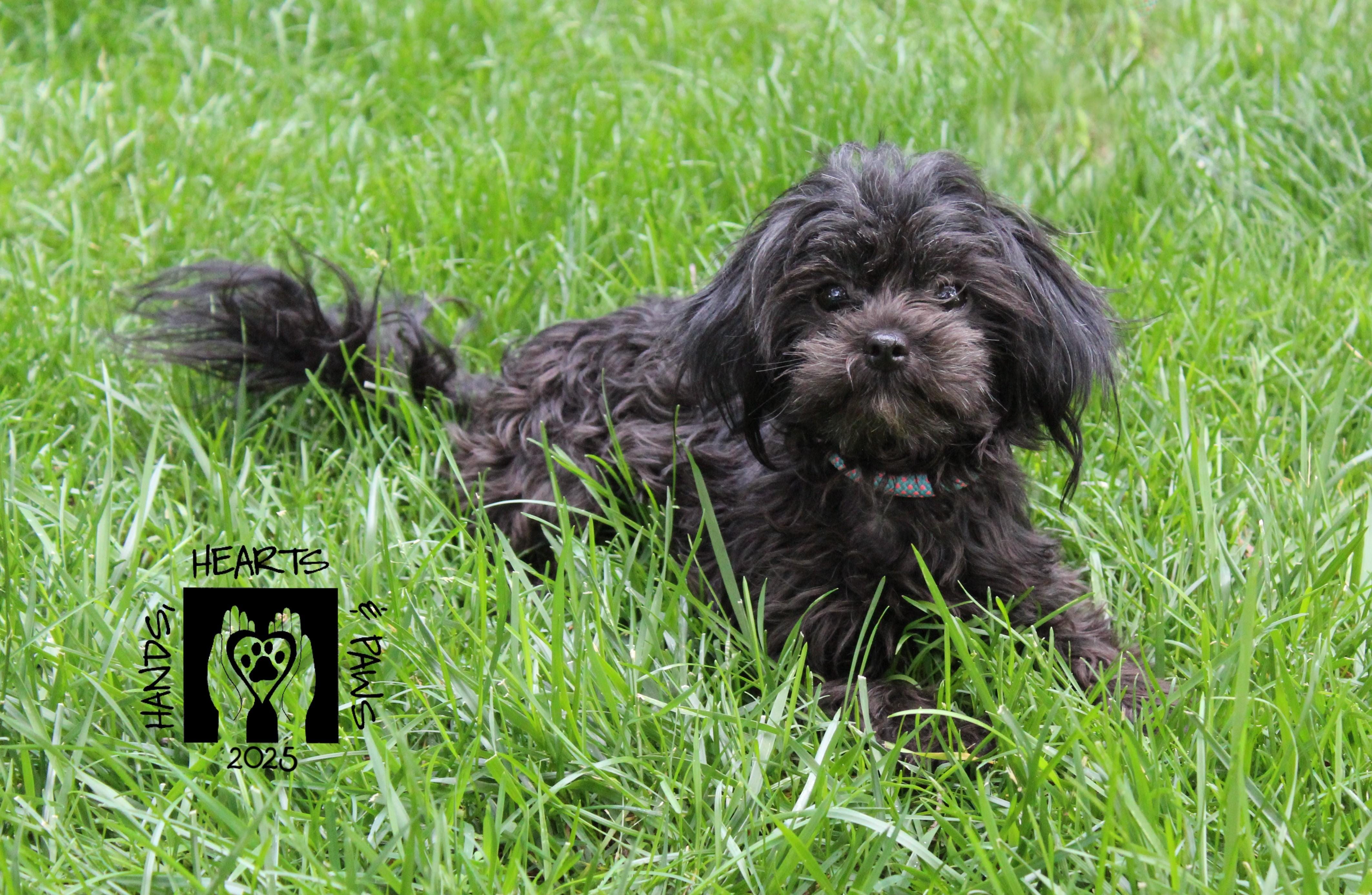 Adopt Elphaba Today - Pets TheCountyOffice