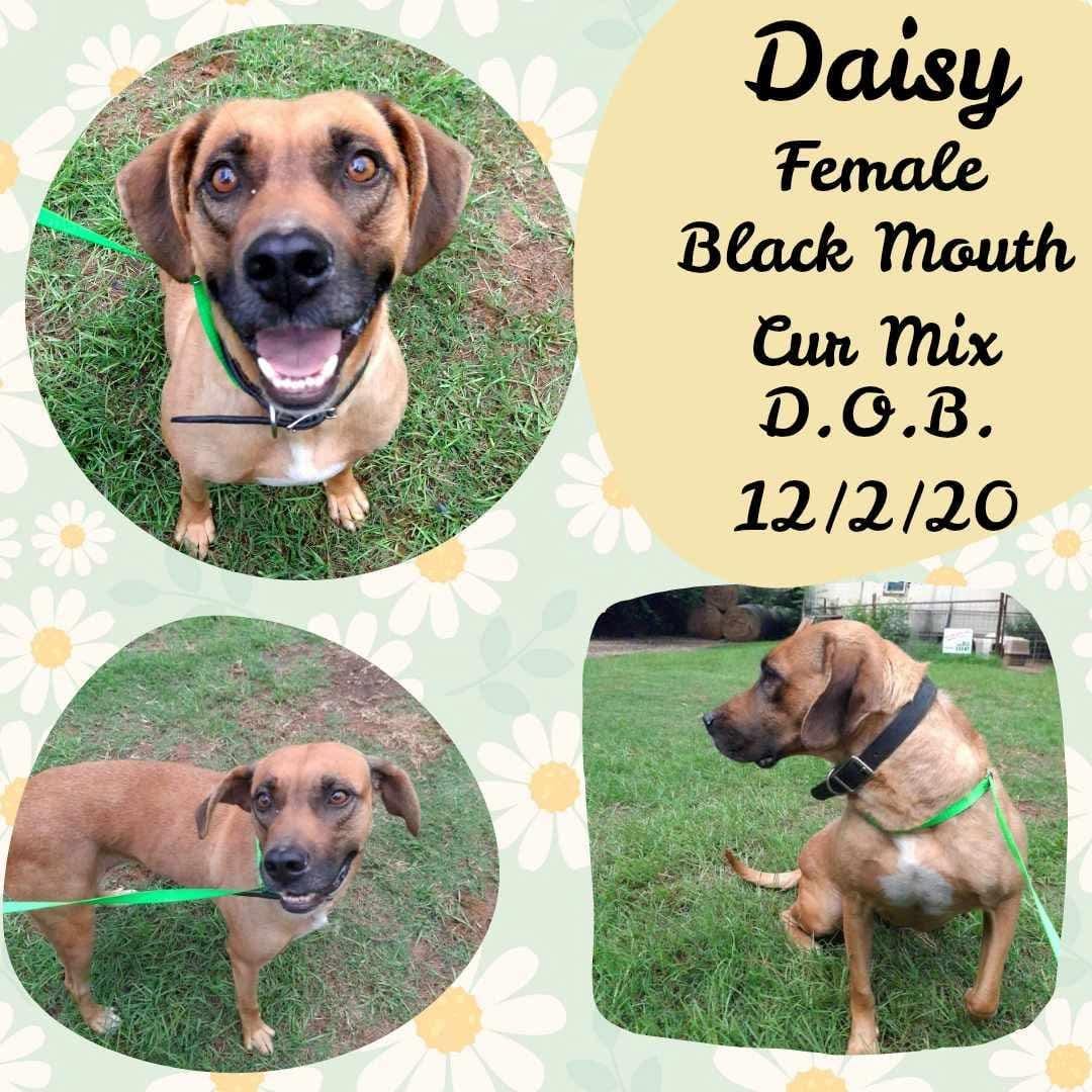 Adopt Daisy Today - Find Paw Pal