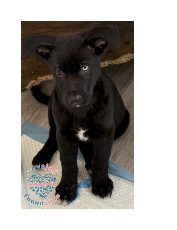 Adopt Sweet Pea Litter Today - Find Paw Pal