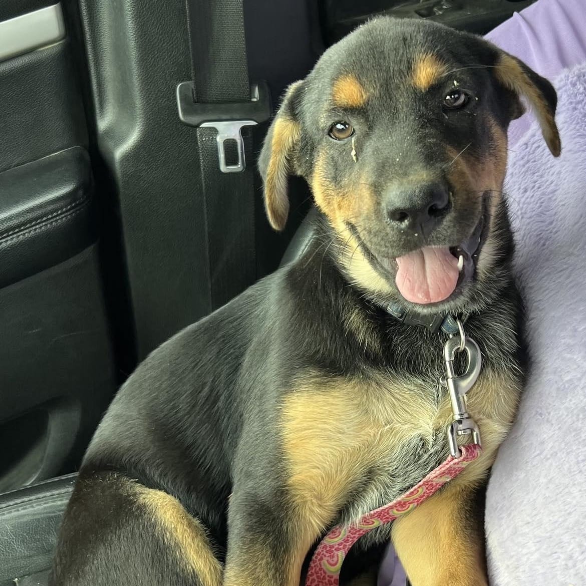 Adopt Bob Today - Find Paw Pal