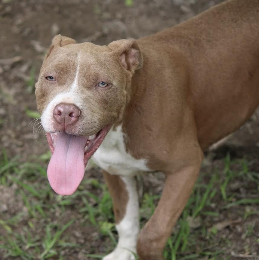 Adopt Doby Today - Find Paw Pal