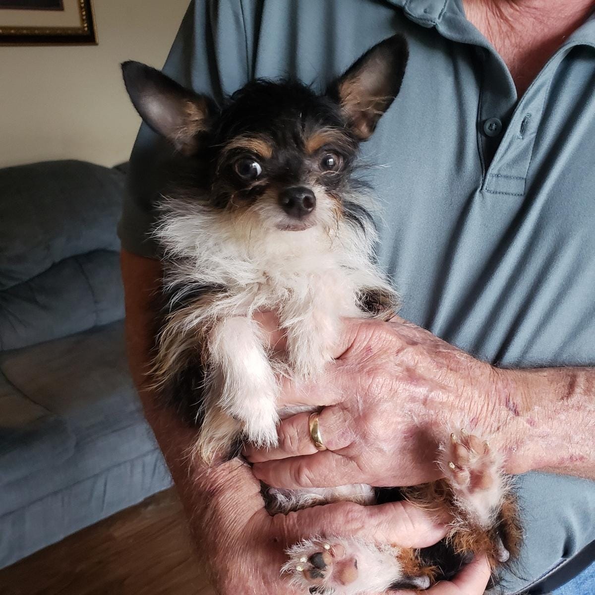 Adopt Snookie Today - Find Paw Pal