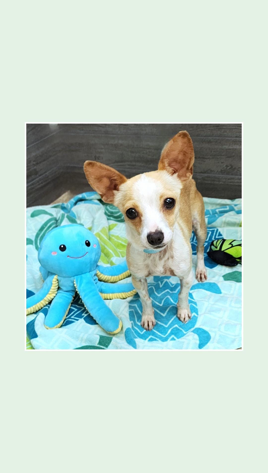 Adopt Teeny Princess Di Today - Pets TheCountyOffice
