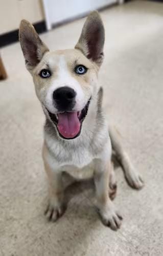 Adopt Bluey 2.0 Today - Find Paw Pal