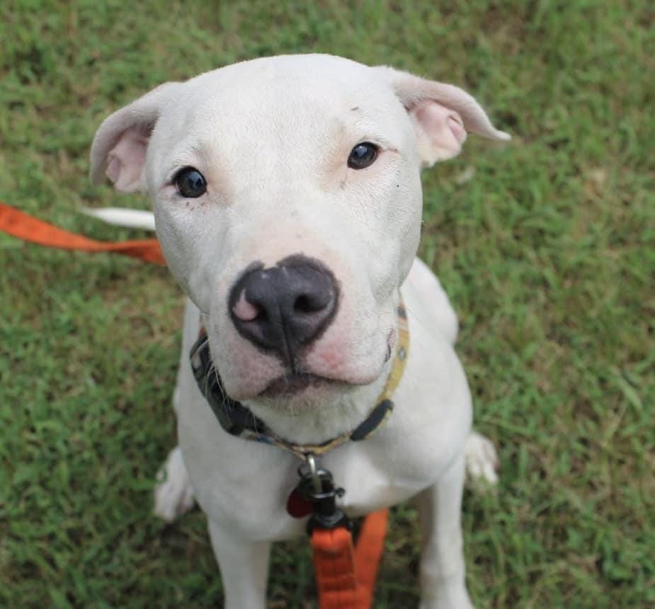 Adopt Boo Today - Find Paw Pal