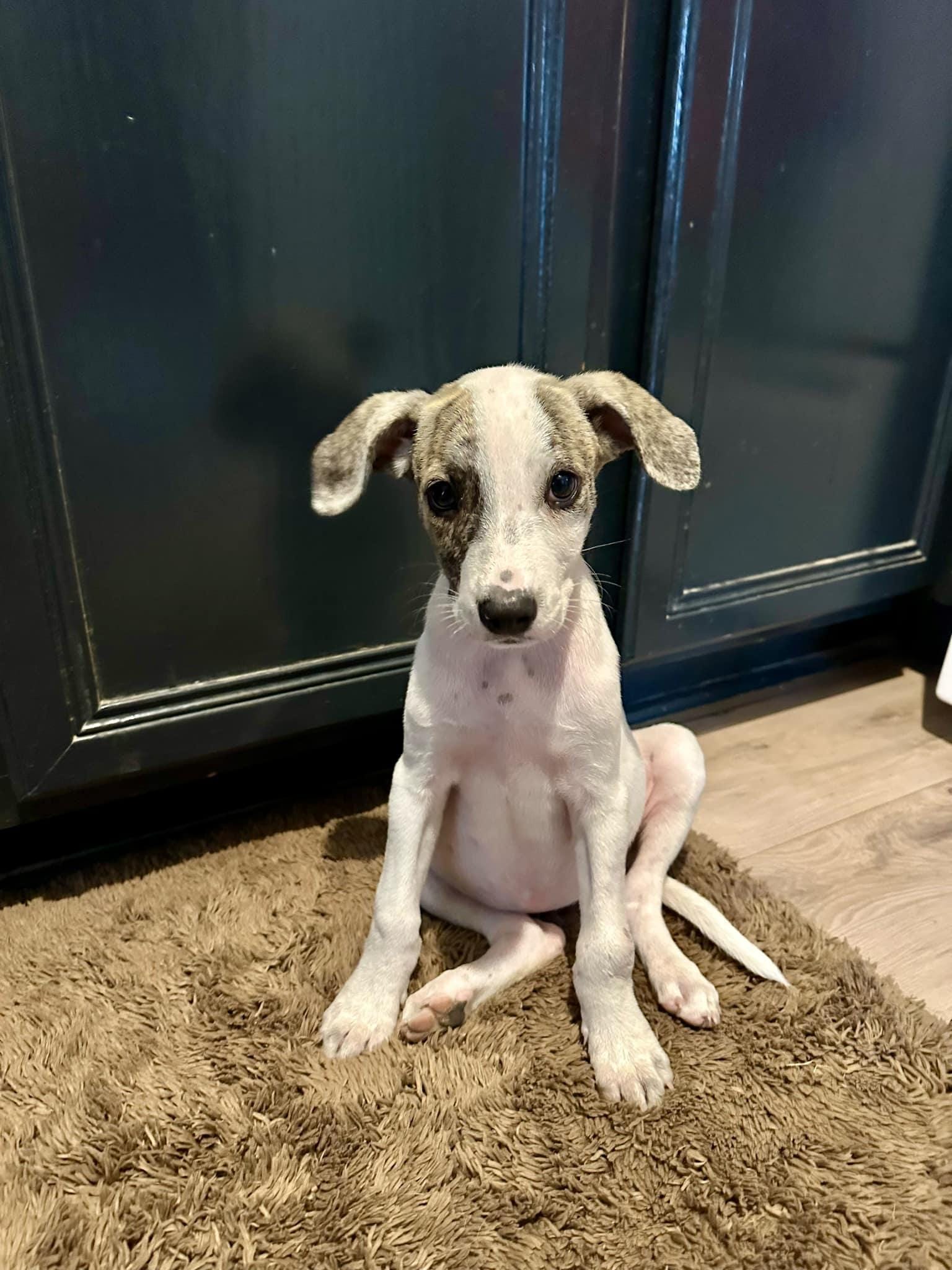 Adopt Lavender the Whippet Mix Puppy Today - Find Paw Pal