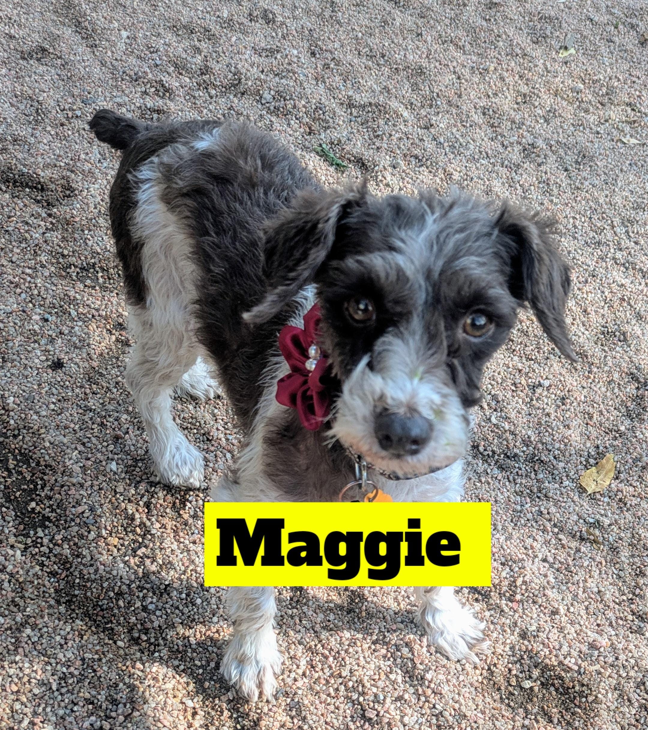 Adopt Maggie Today - Pets TheCountyOffice