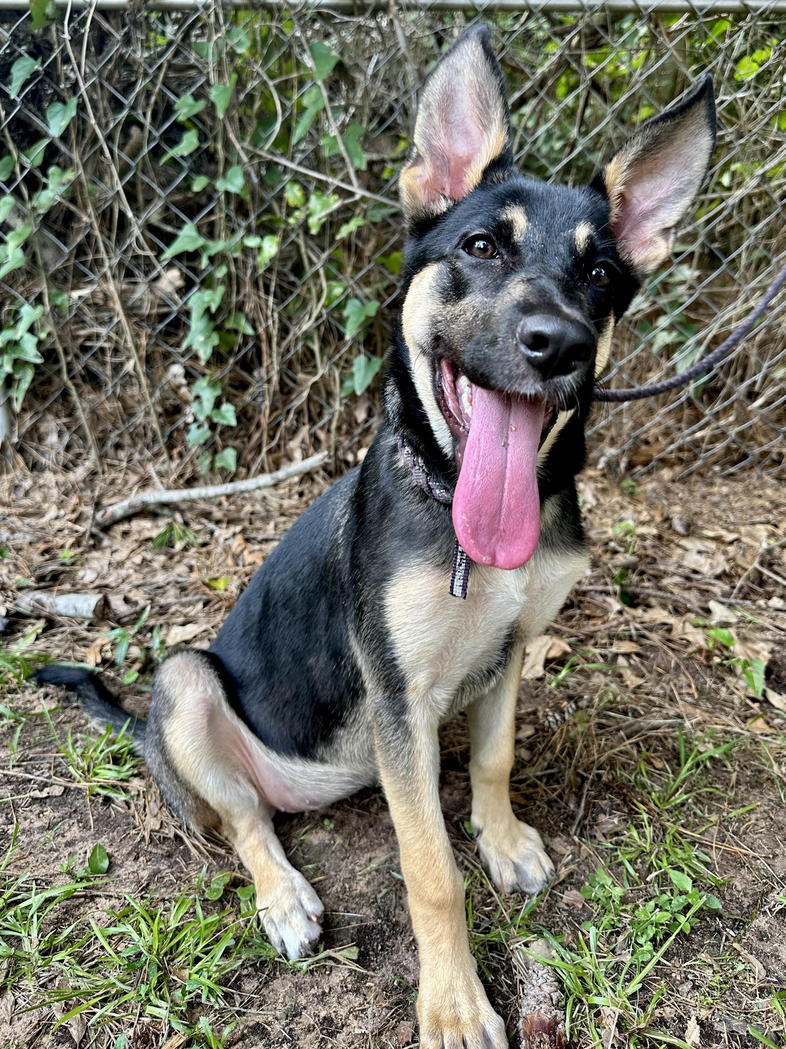 adopt-daffodil-today-pets-thecountyoffice