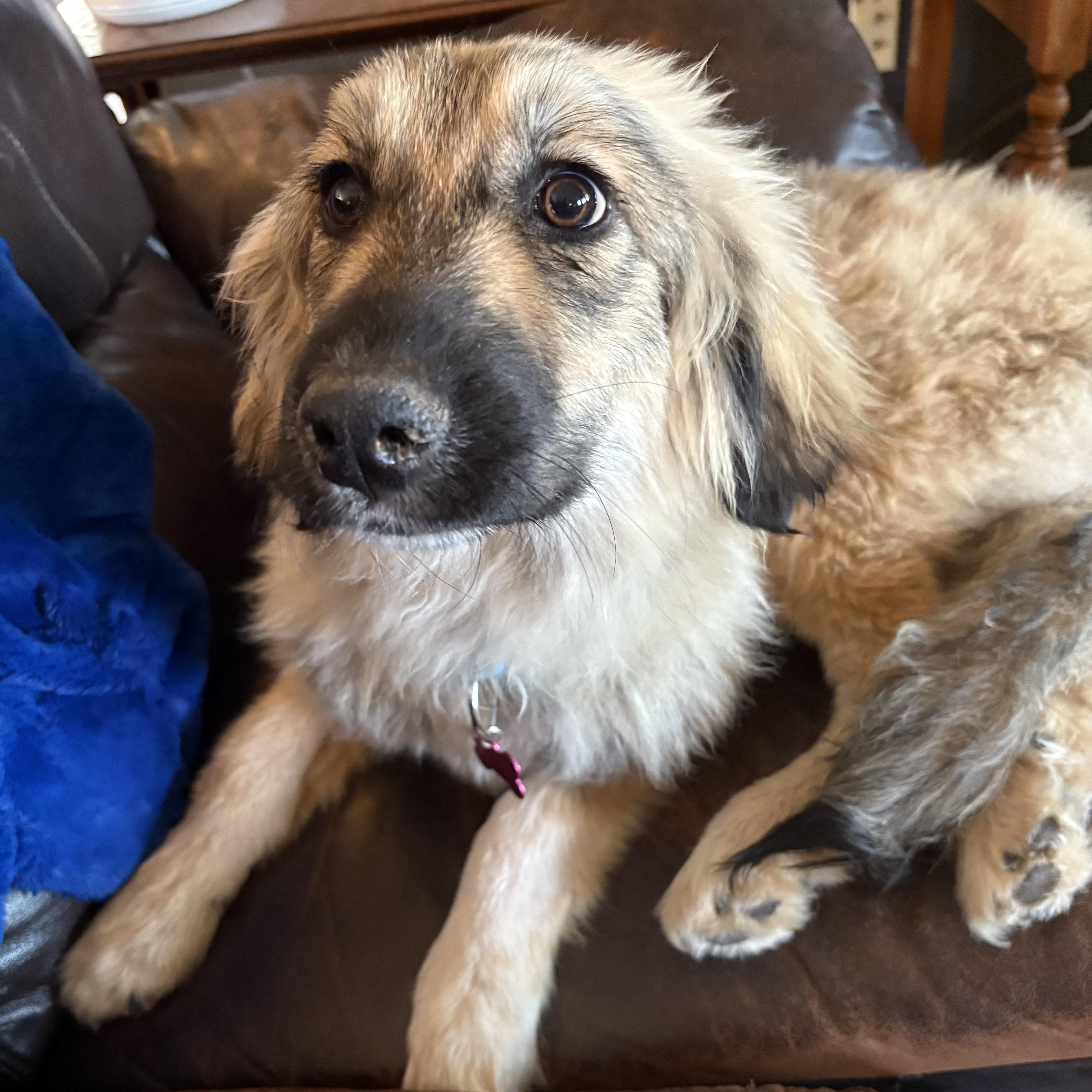 Adopt Jolene Today - Find Paw Pal